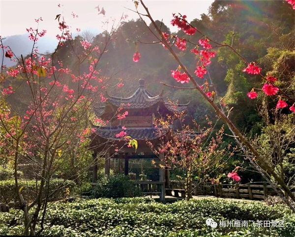 雁南飞 茶中情粤东首个5a级旅游景区 梅州雁南飞茶田有限公司